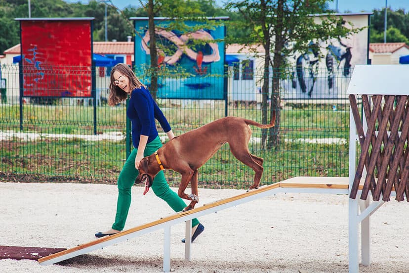 Dog Agility | Rovinj Riviera, Croatia | Mon Perin